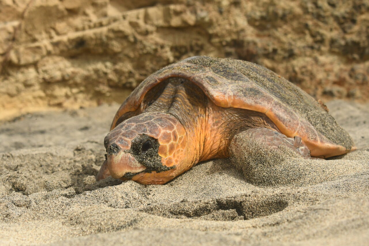 Tartarugas Marinhas - projectovito.org